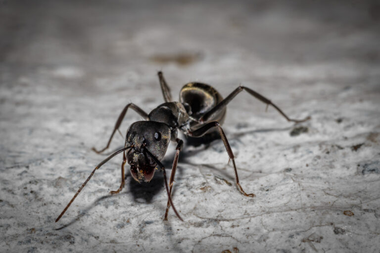 Carpenter Ant Treatment , Worcester, Concord, Leominster- Bug Bully