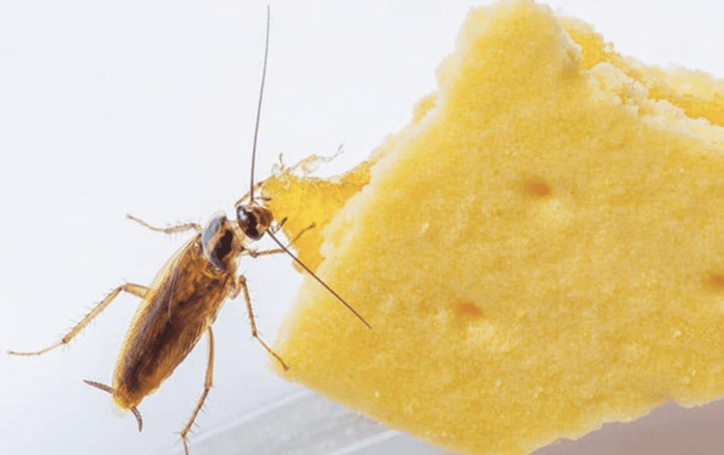 9 Tips to Find the Best Pest Control for your Massachusetts Home - Bug ...