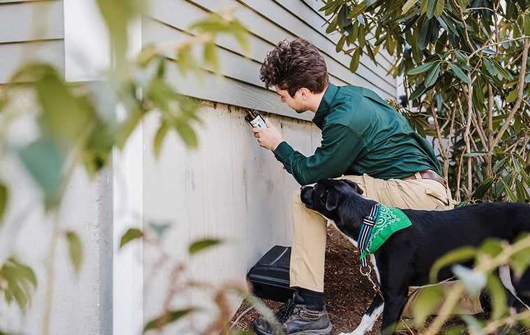 Mice Rats Rodent Exclusion Services, Worcester Marlborough Mass