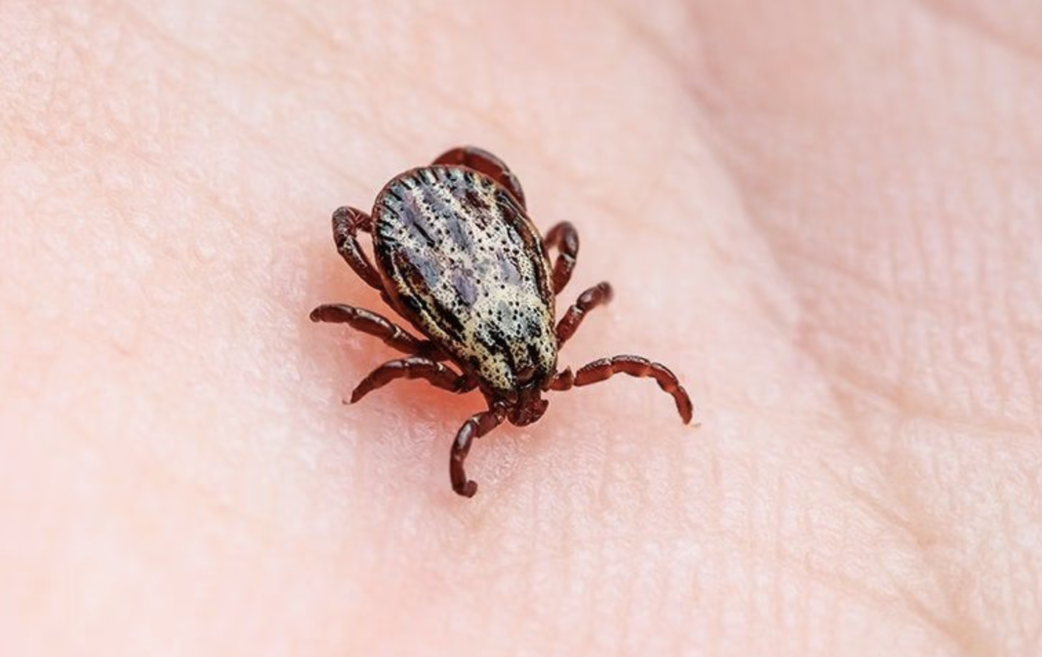 How to get rid of Ticks, Central Mass - Bug Bully