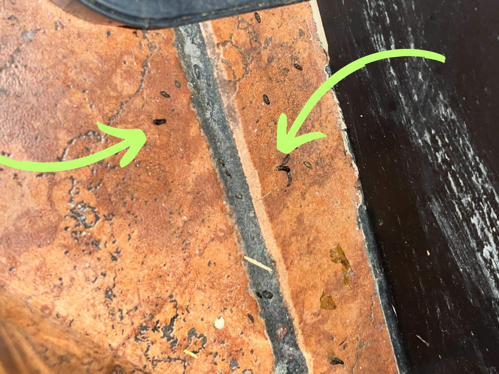 Signs of Mice in Your Bedroom: A Guide by Bug Bully Rodent & Pest ...