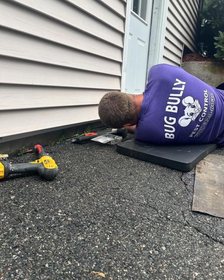 How to Keep Rodents Out of Your House: Tips from Bug Bully Rodent ...