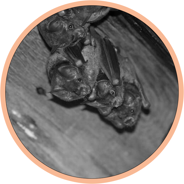 Bat Removal & Exclusion, Worcester, Concord, Leominster - Bug Bully