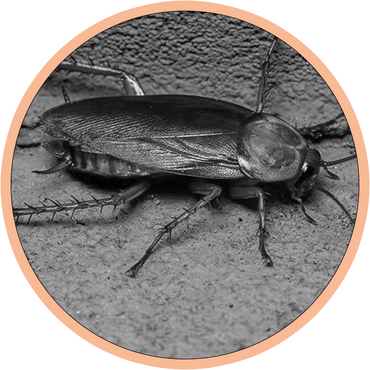 Cockroach Treatment , Worcester, Concord, Leominster- Bug Bully
