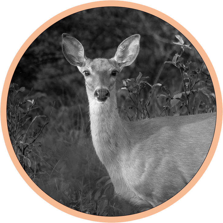 Natural Deer Deterrent & Repellent, Worcester, Concord, Leominster - Bug Bully