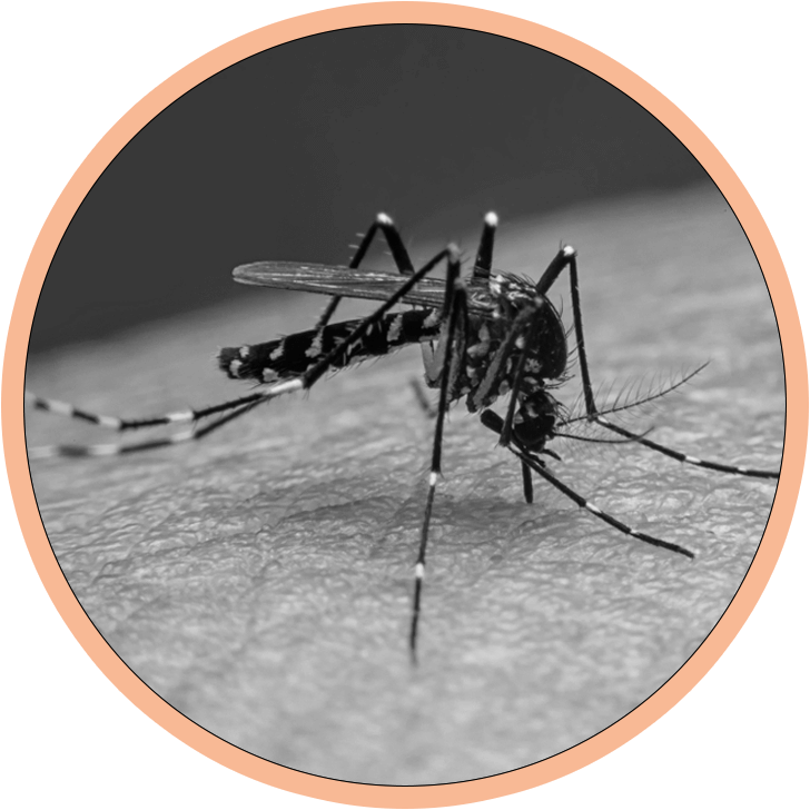 Mosquito Tick Treatments, Worcester, Concord, Leominster - Bug Bully