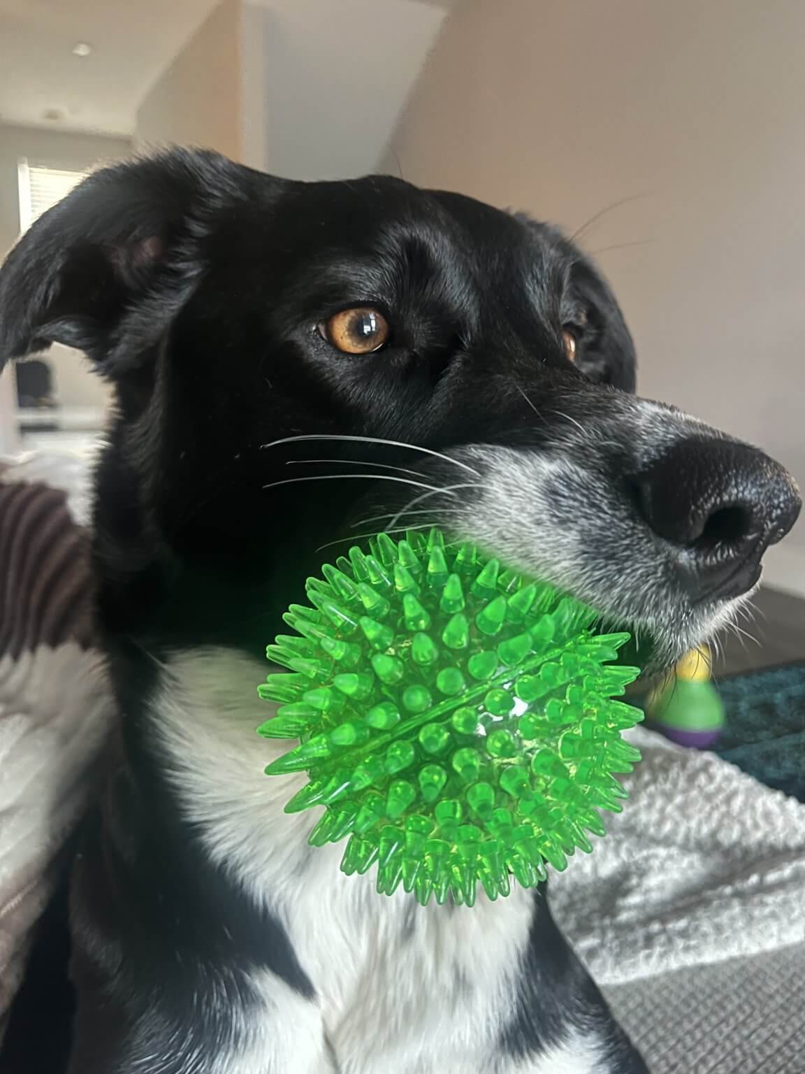 Pet-Friendly Pest Control - Bug Bully