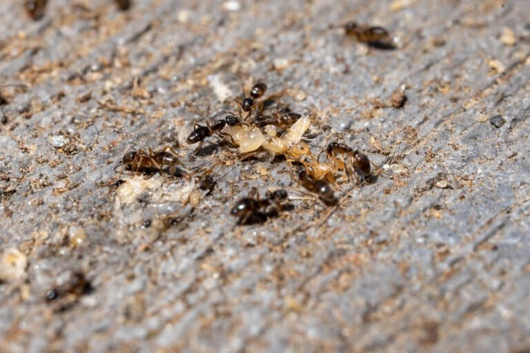 How to get rid of Odorous House Ants, Central Mass - Bug Bully